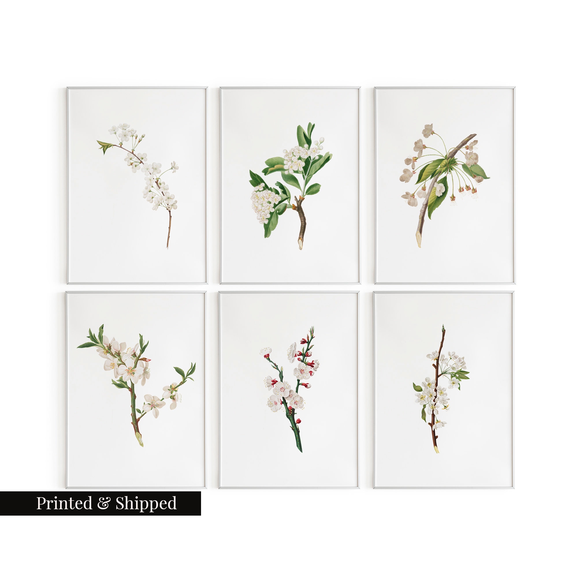 Vintage Set of 6 White Flower Prints: Almond Tree Cherry | Etsy