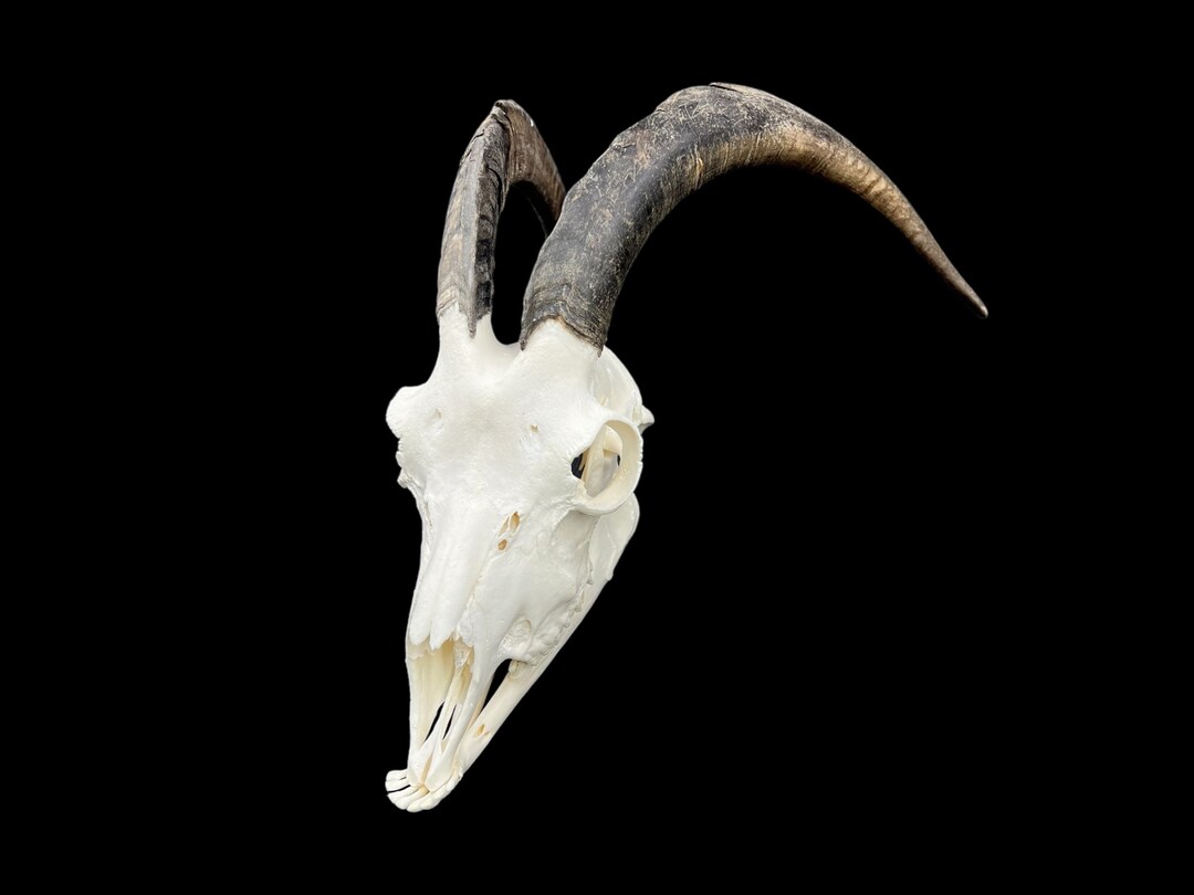 Real Goat Skull capra Hircus With Horns, Professionally Cleaned, White ...