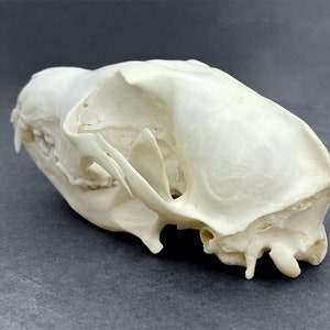 Real Arctic Fox Skull (vulpes Lagopus), Professionally Cleaned ...