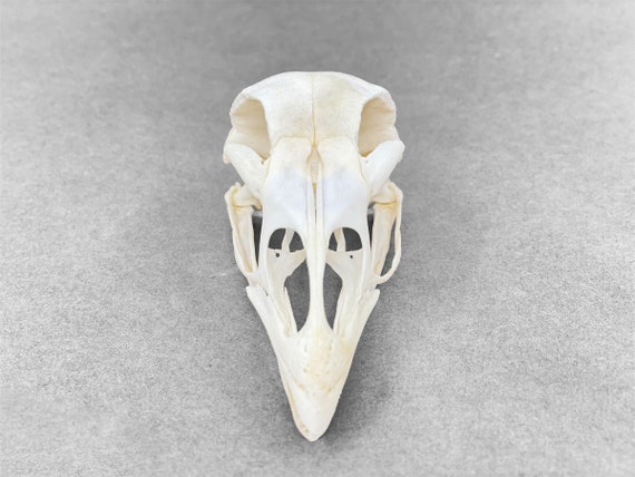 Bird Skull Front View