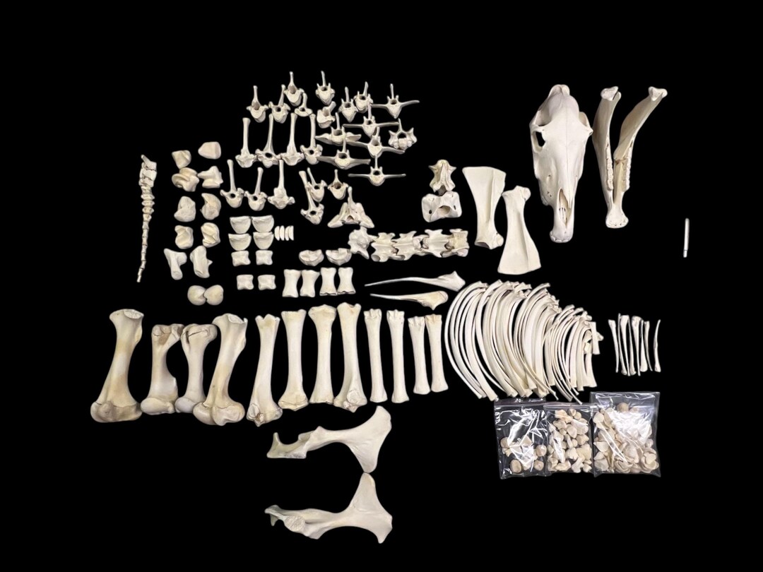 Real Foal Skeleton, Horse Skeleton, Equus Caballus, Real Animal Bones ...