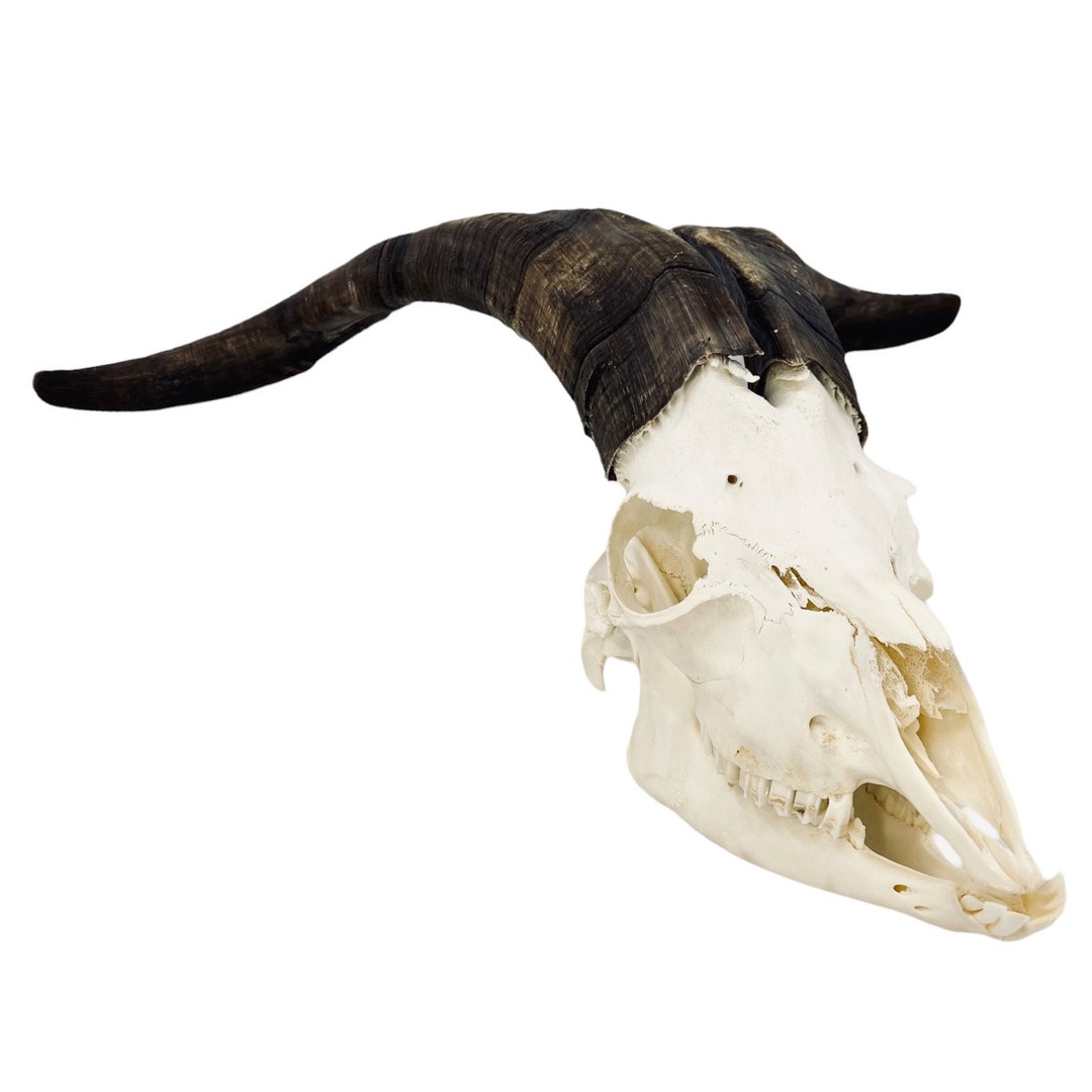Real Huge Goat Skull Capra Hircus Professionally Cleaned - Etsy
