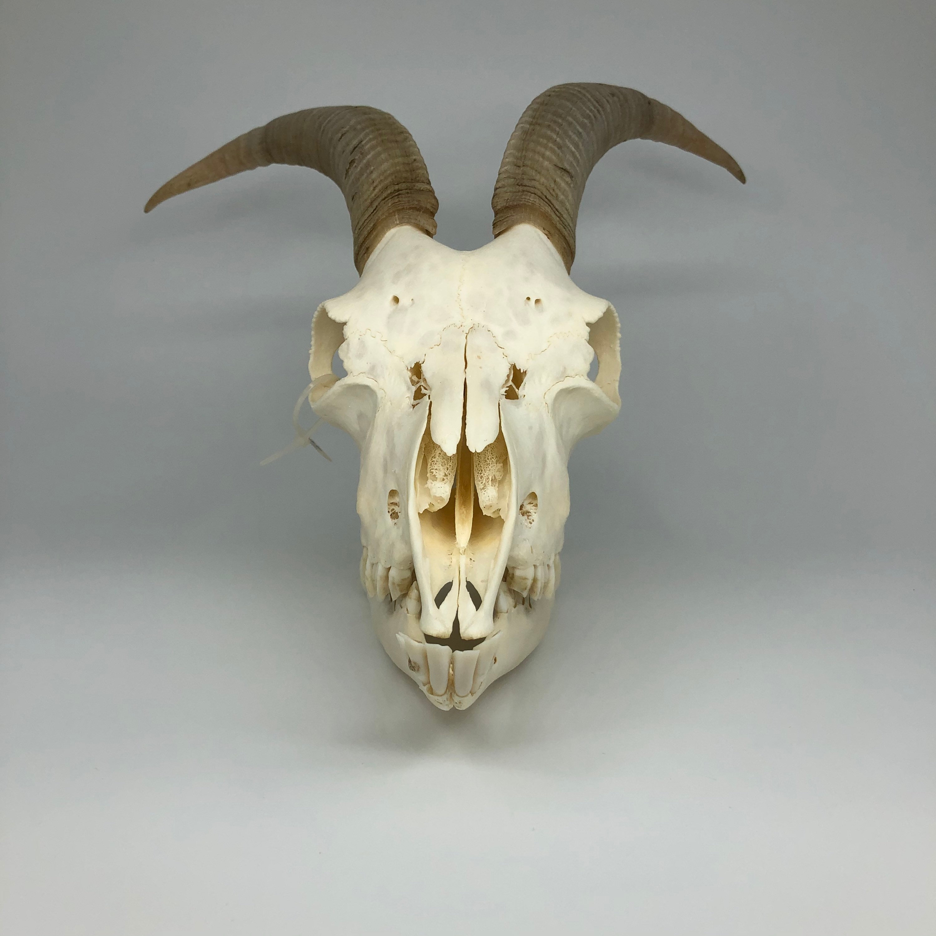 Goat Skull Front