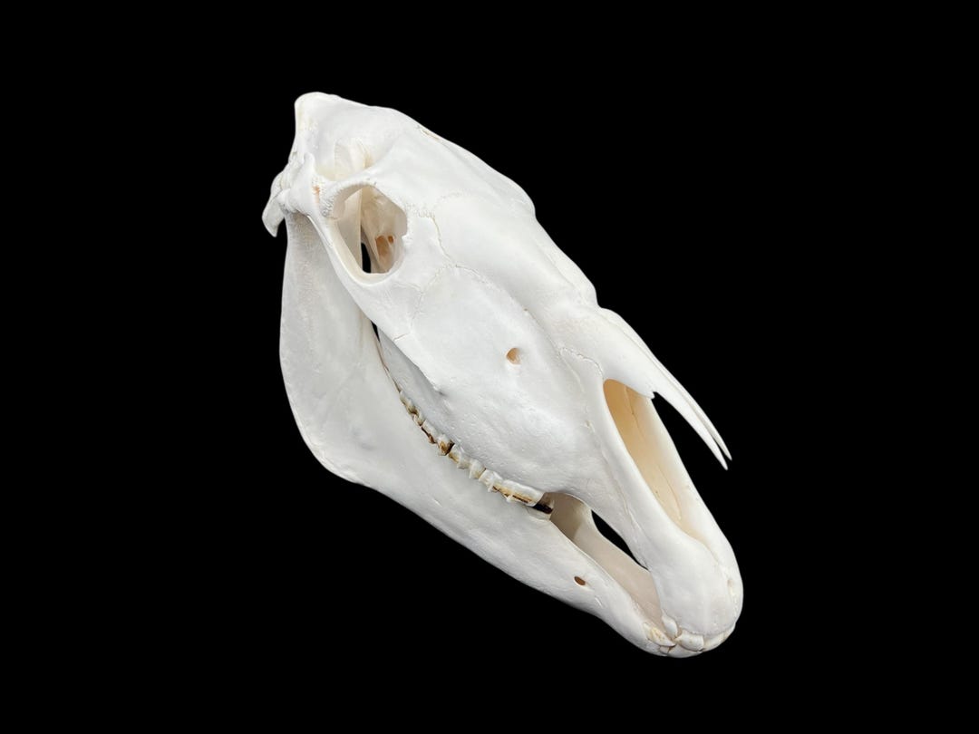 Real Horse Skull (equus Caballus), Degreased and Whitened Bone, Anatomy ...