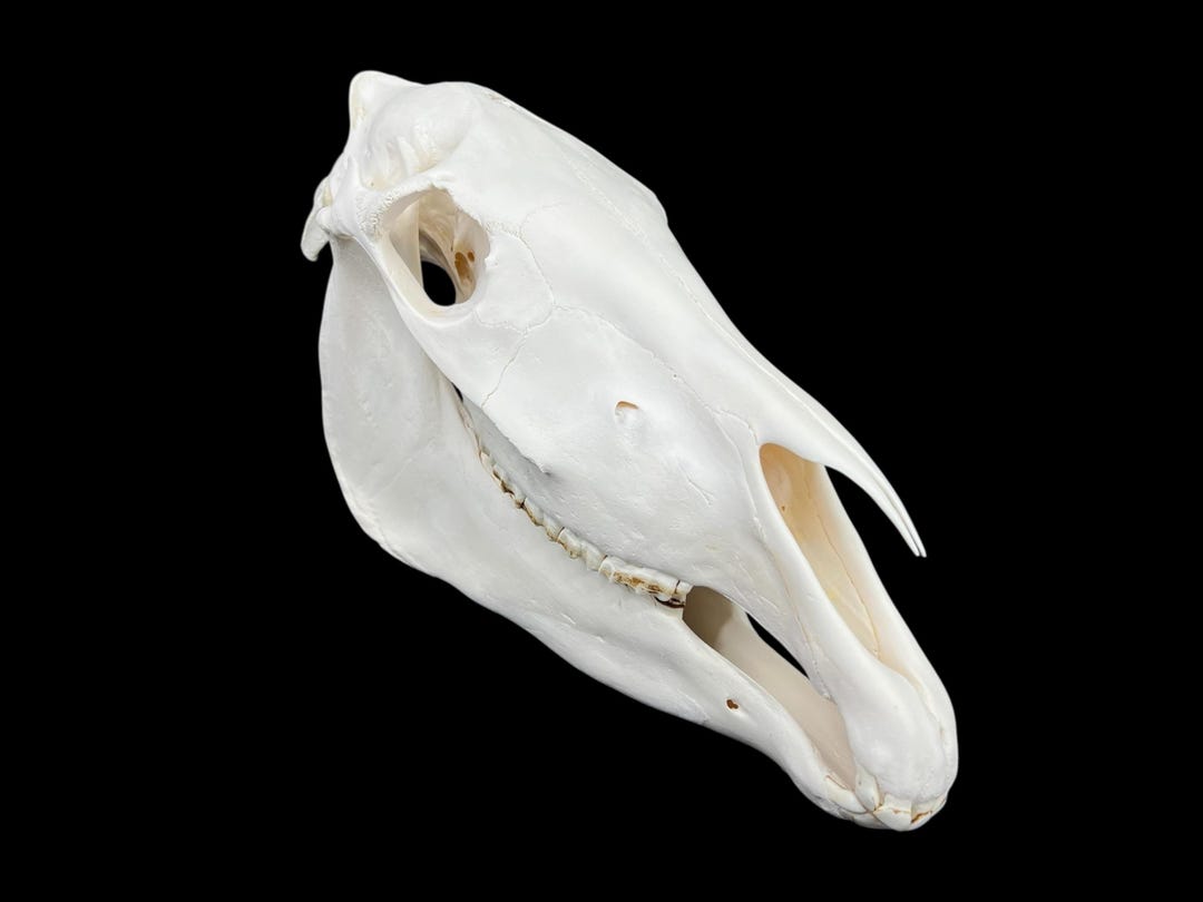 Real Horse Skull (equus Caballus), Domestic Horse Head, Degreased and ...