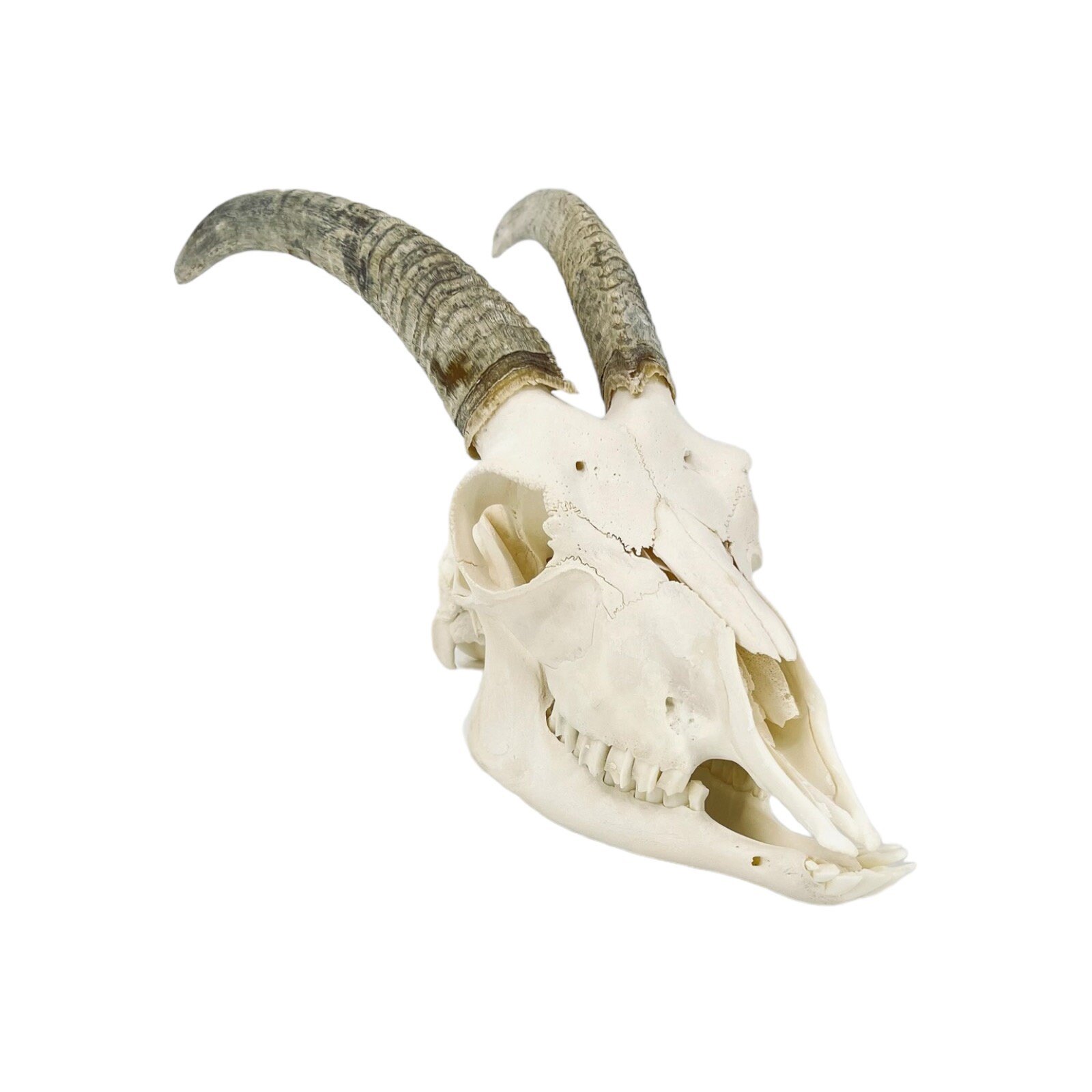 Goat Skull Front