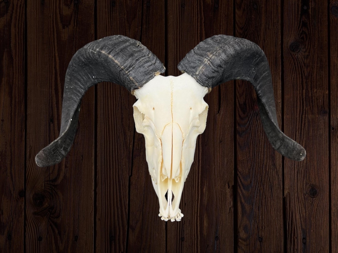 Real Ram Skull With Black Horns, Ovis Aries, Perfectly Clean, Whitened ...