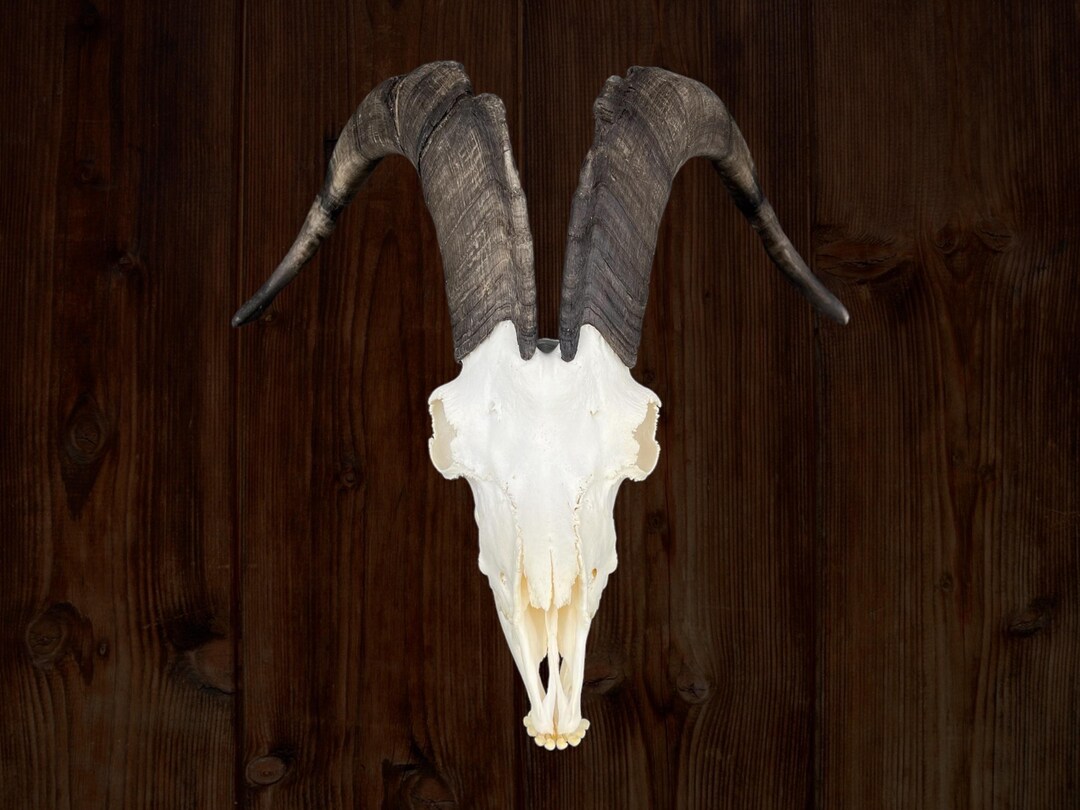 Real Huge Goat Skull, Capra Hircus, Professionally Cleaned, Animal ...