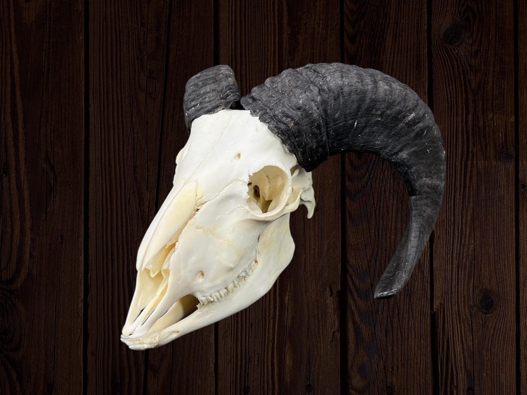 Real Ram Skull With Black Horns, Ovis Aries, Perfectly Clean, Whitened ...