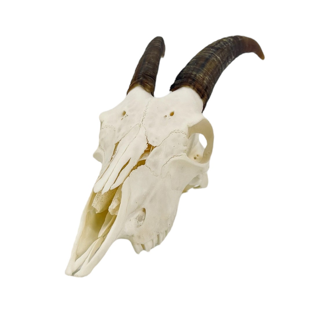 Real Goat Skull With Horns Capra Hircus Perfectly Clean - Etsy