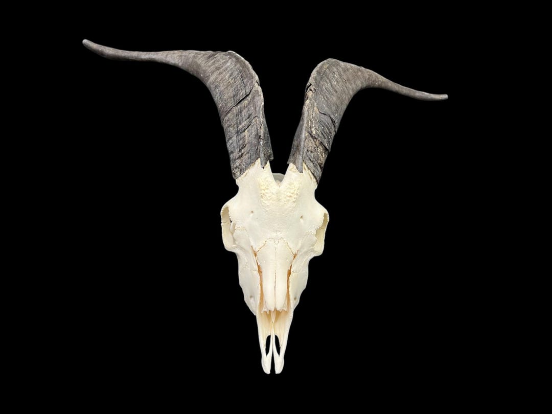 Real Goat Skull (capra Hircus) With Long Horns, Professionally Cleaned ...
