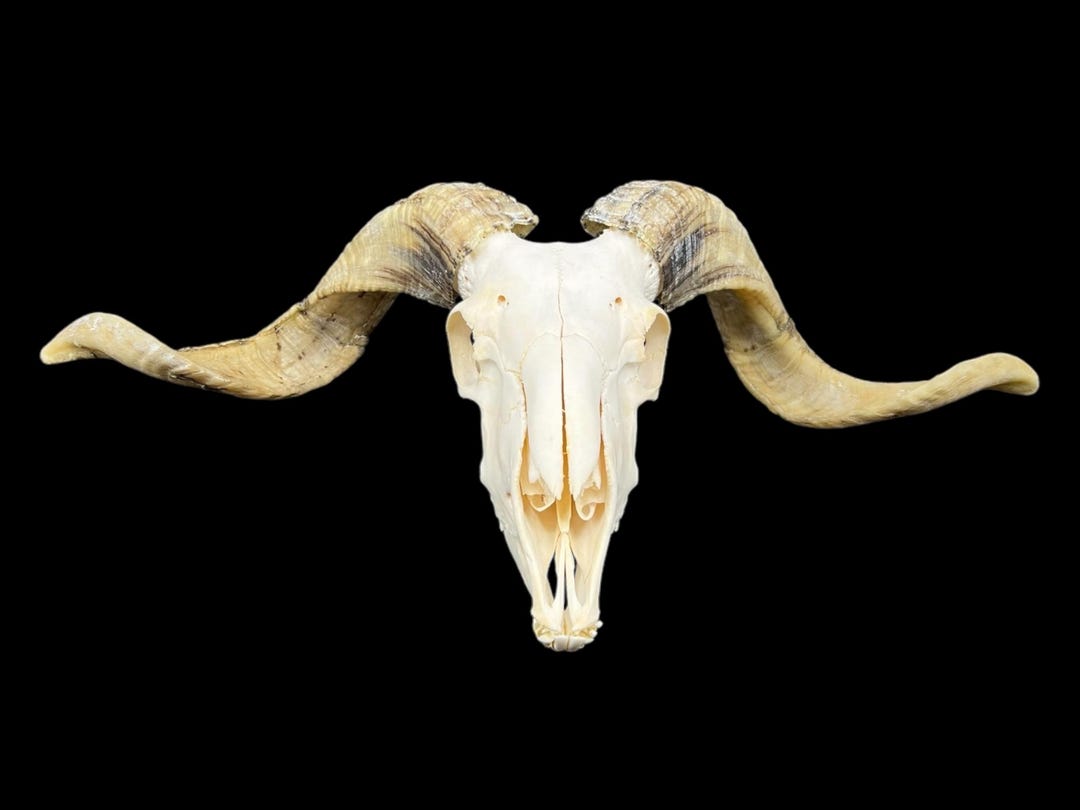 Real Huge Ram Skull With Horns, Ovis Aries, Perfectly Clean, Whitened ...