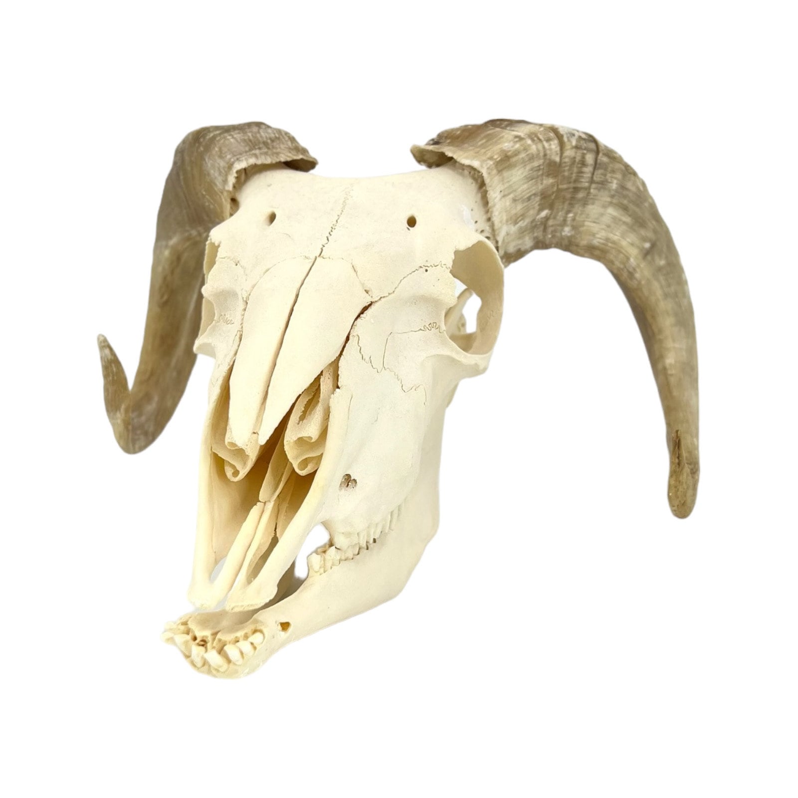 Ram Skull Front