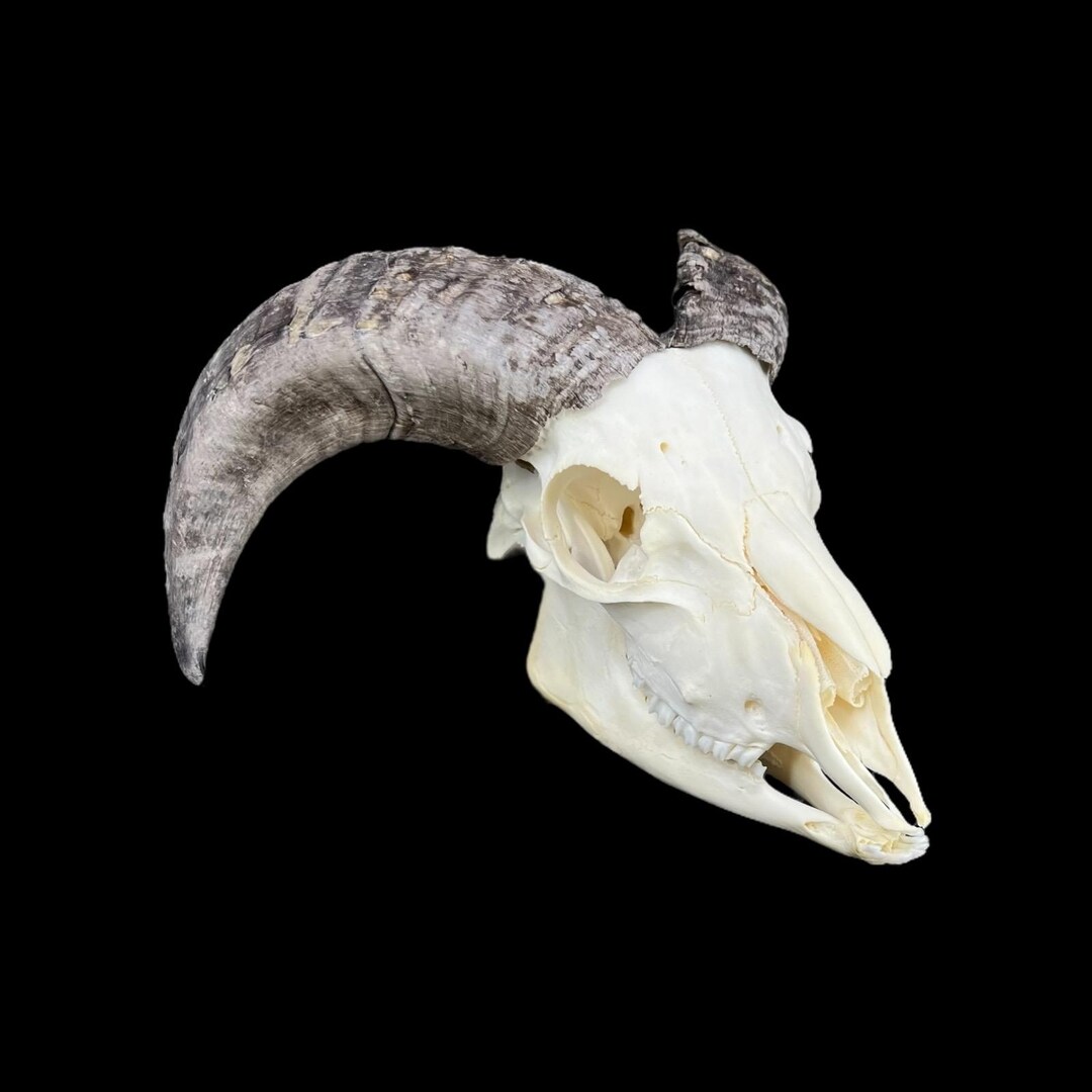 Real Ram Skull With Horns, Ovis Aries, Perfectly Clean, Whitened Bone ...