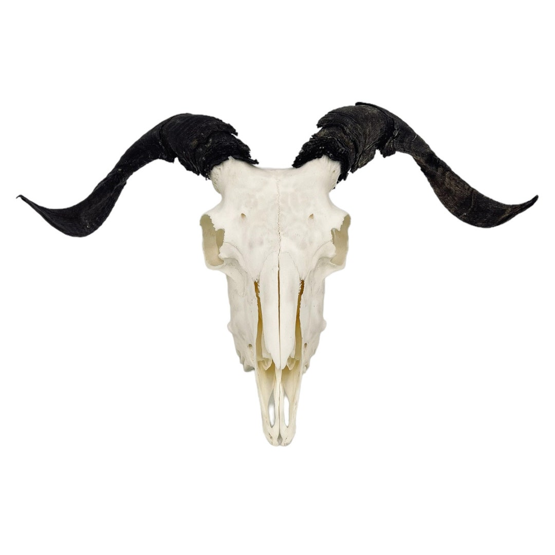 Real Ram Skull With Black Horns ovis Aries, Perfectly Clean, Whitened ...