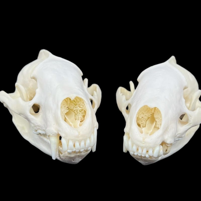 Animal Skull - Etsy