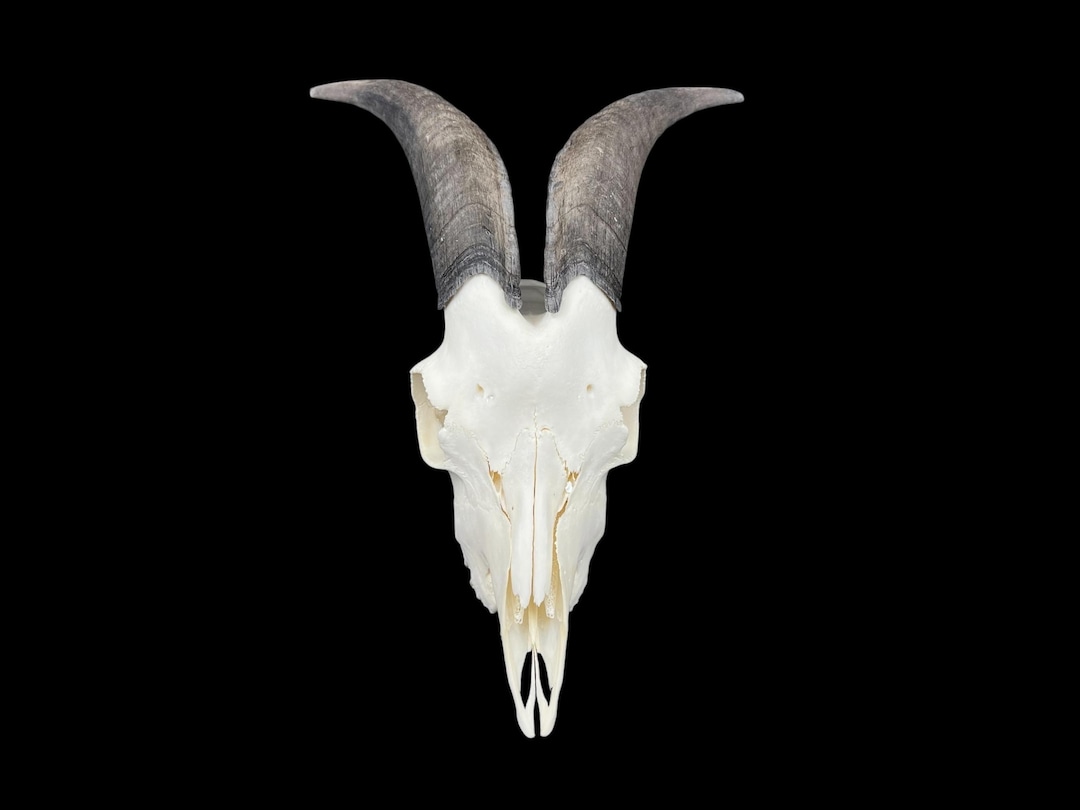 Real Goat Skull, Perfectly Clean Animal Skull, Real Bones, Anatomy ...