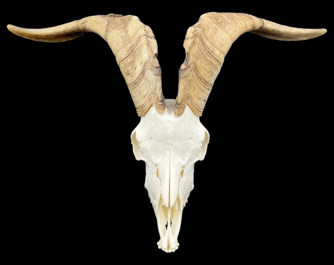Real Huge Goat Skull, Capra Hircus, Professionally Cleaned, Animal ...