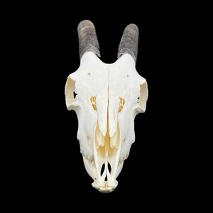 Real Young Goat Skull With Jaw, Perfectly Clean Animal Skull, Real ...
