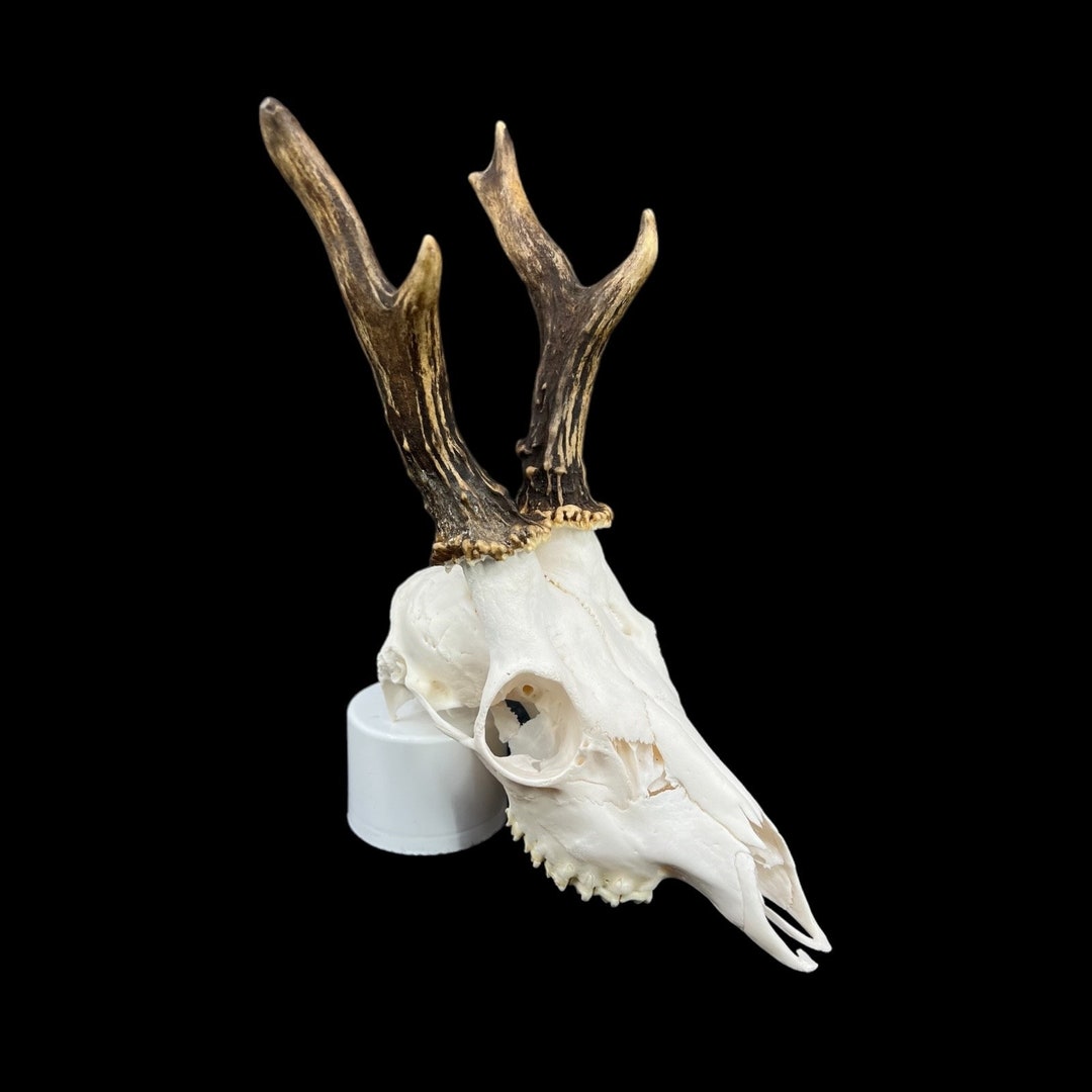 Real Roe Deer Skull With Antlers (capreolus Capreolus), Whole and ...