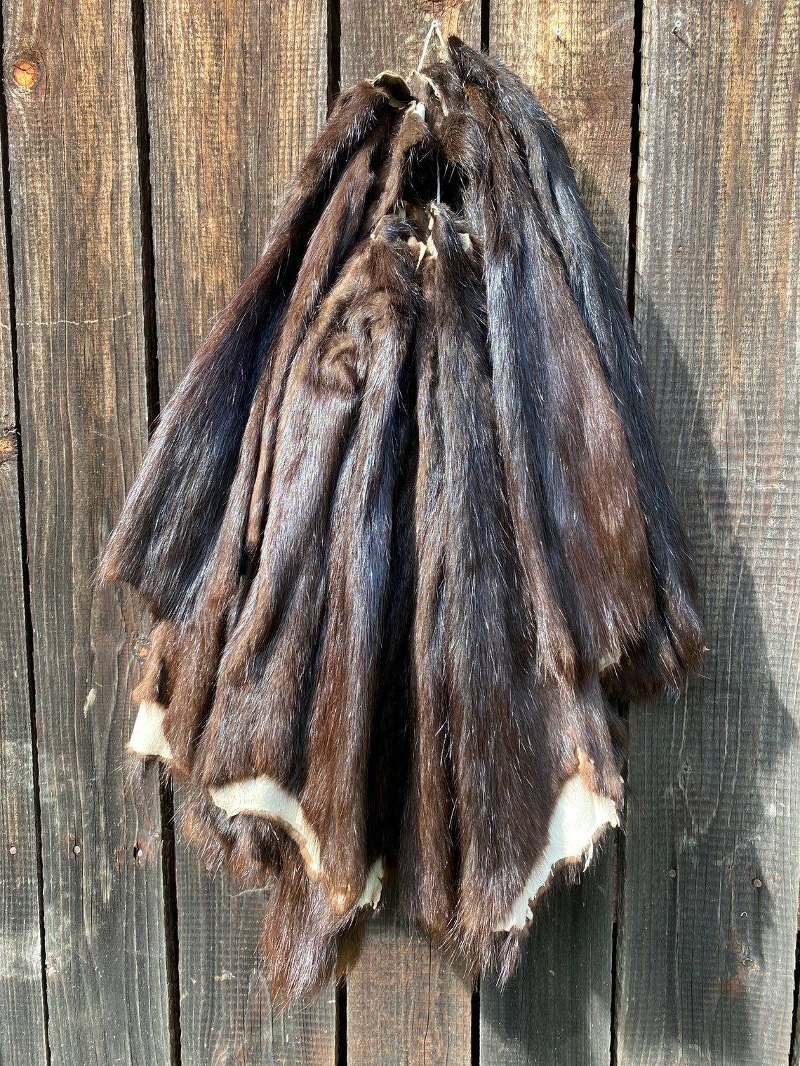 Real Nutria Fur, SET 5 Pieces! Coypu Hide, Coypus Pelt, Taxidermy, Fur ...