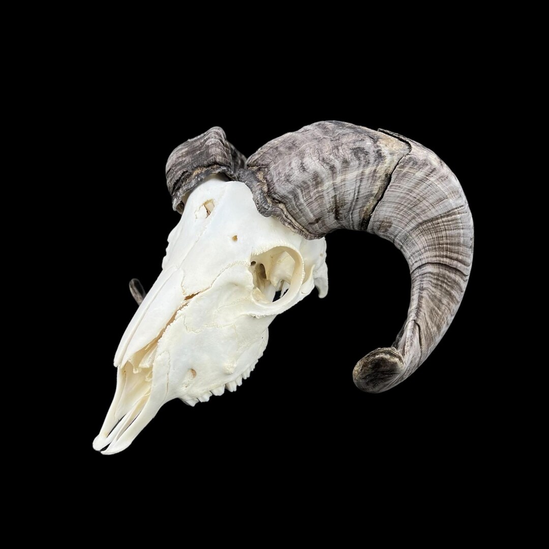 Real Ram Skull With Horns, Ovis Aries, Perfectly Clean, Whitened Bone ...