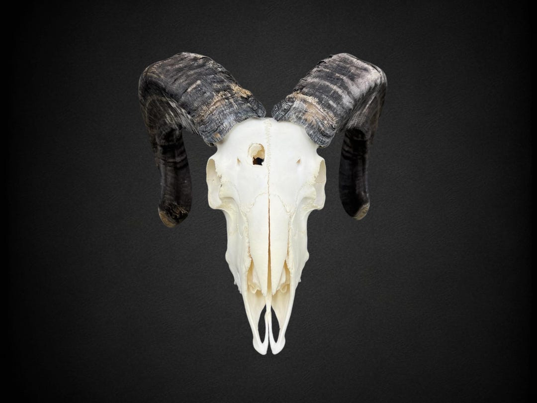 Real Ram Skull With Black Horns, Ovis Aries, Perfectly Clean, Whitened ...
