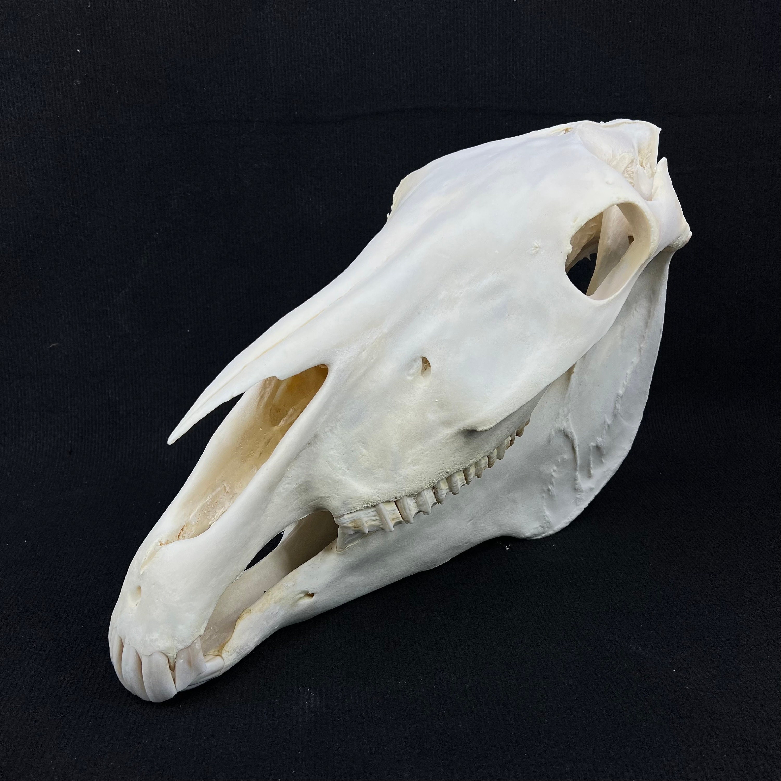 Horse Skull Front View