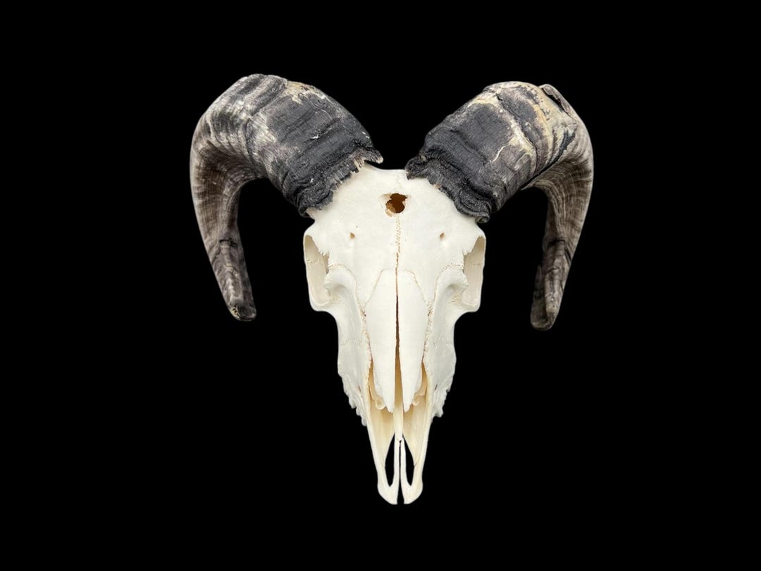 Real Ram Skull With Horns, Ovis Aries, Perfectly Clean, Whitened Bone ...
