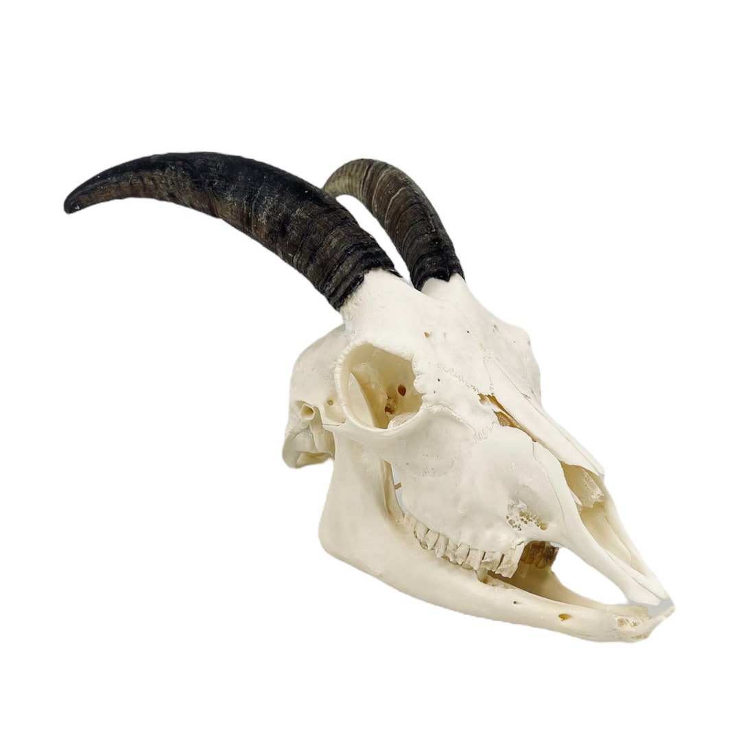 Real Goat Skull, Capra Hircus, Professionally Cleaned, Animal Skull ...