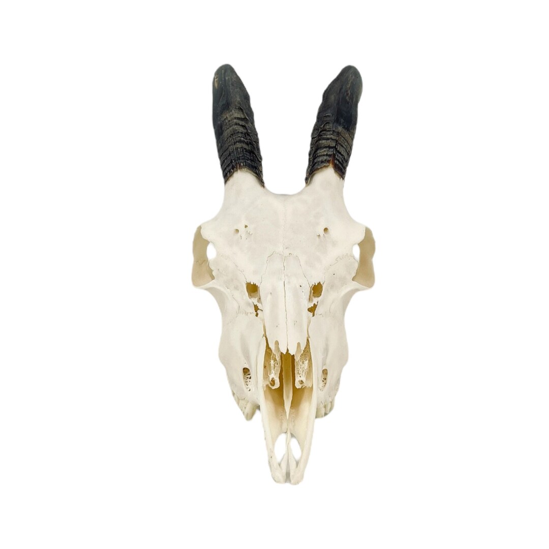 Real Goat Skull With Horns Capra Hircus Perfectly Clean - Etsy