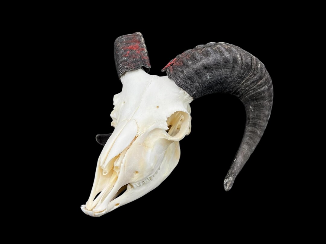 Real Ram Skull With Black Horns, Ovis Aries, Perfectly Clean, Whitened ...