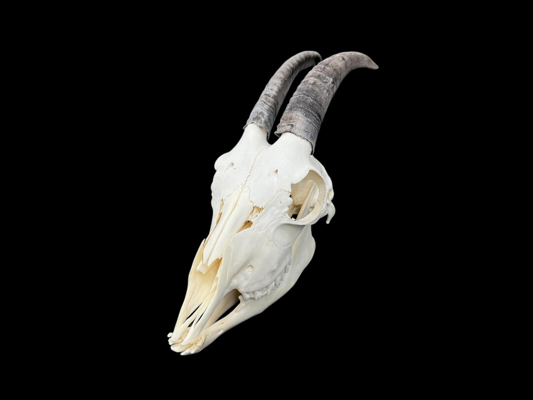 Real Goat Skull capra Hircus With Horns, Professionally Cleaned, White ...