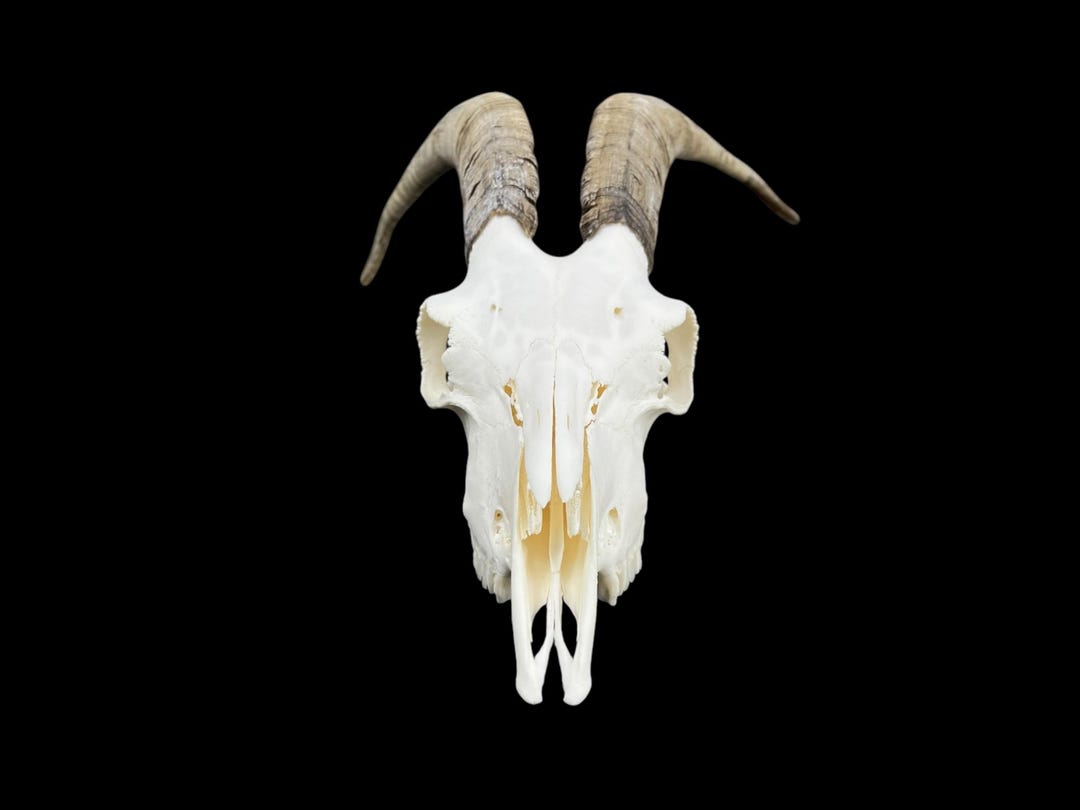 Real Goat Skull, Capra Hircus, Professionally Cleaned, Animal Skull ...