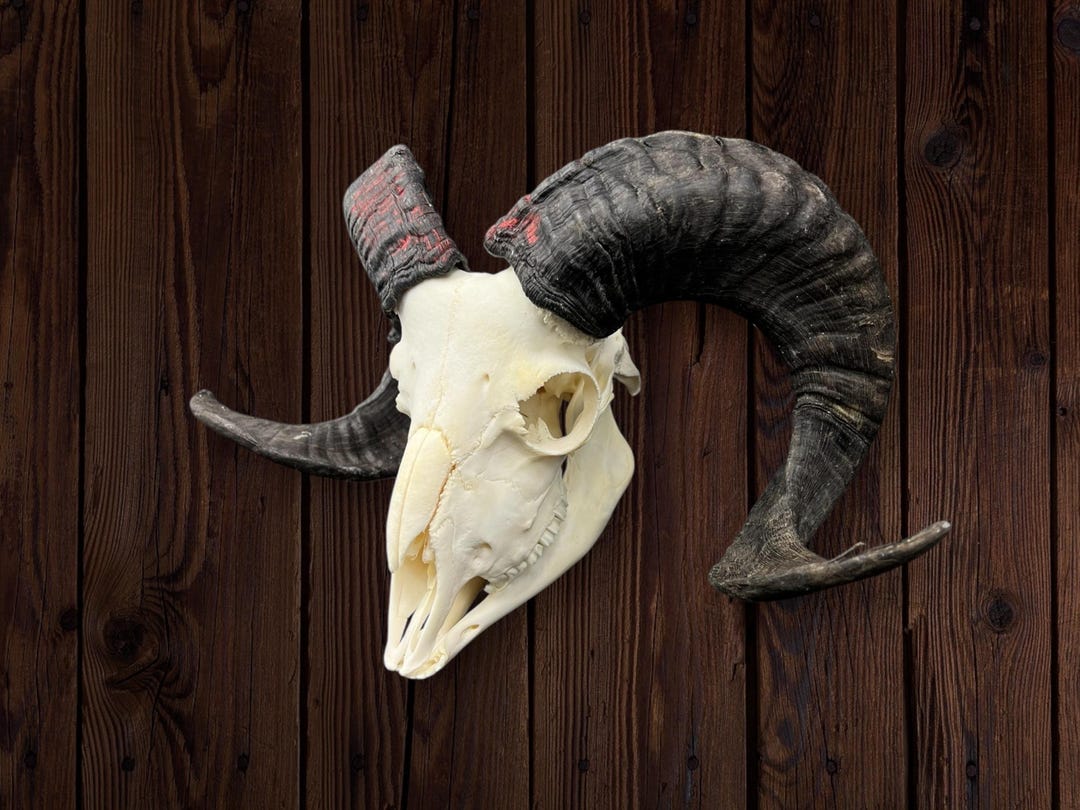 Real Ram Skull With Black Horns, Ovis Aries, Perfectly Clean, Whitened ...