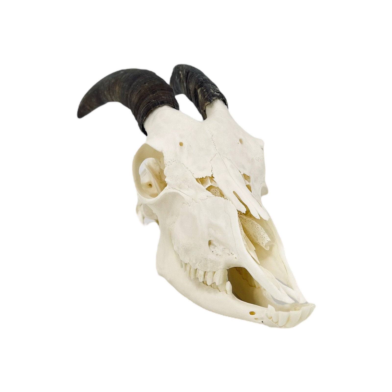 Goat Skull Front