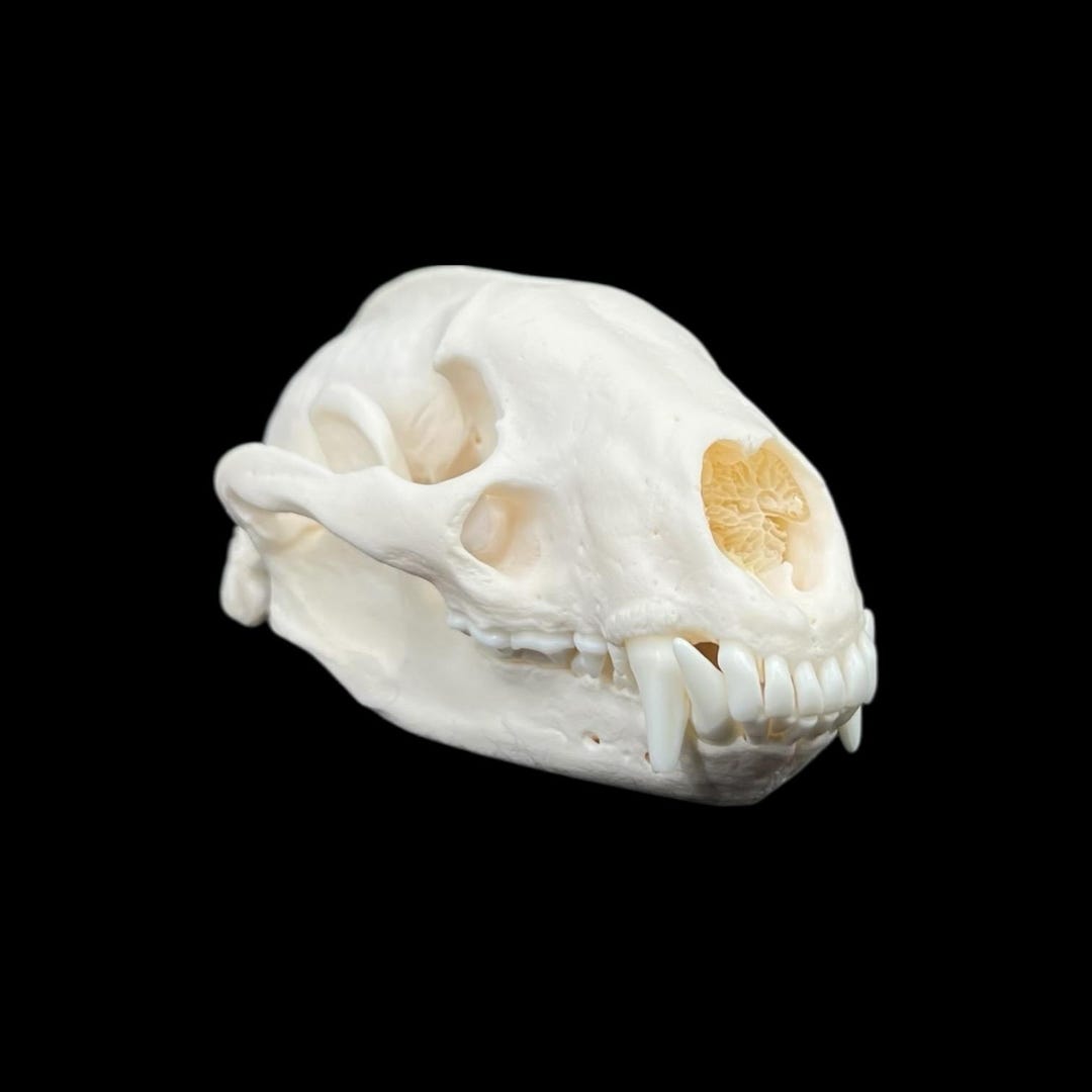 Real European Badger Skull (meles Meles) Professional Cleaned, Real ...