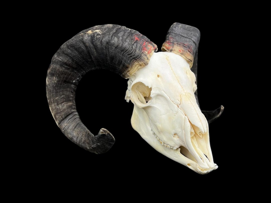 Real Ram Skull With Black Horns, Ovis Aries, Perfectly Clean, Whitened ...