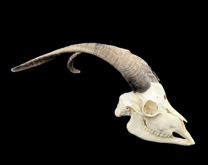Real Huge Goat Skull With Jaw, Capra Hircus, Professionally Cleaned ...