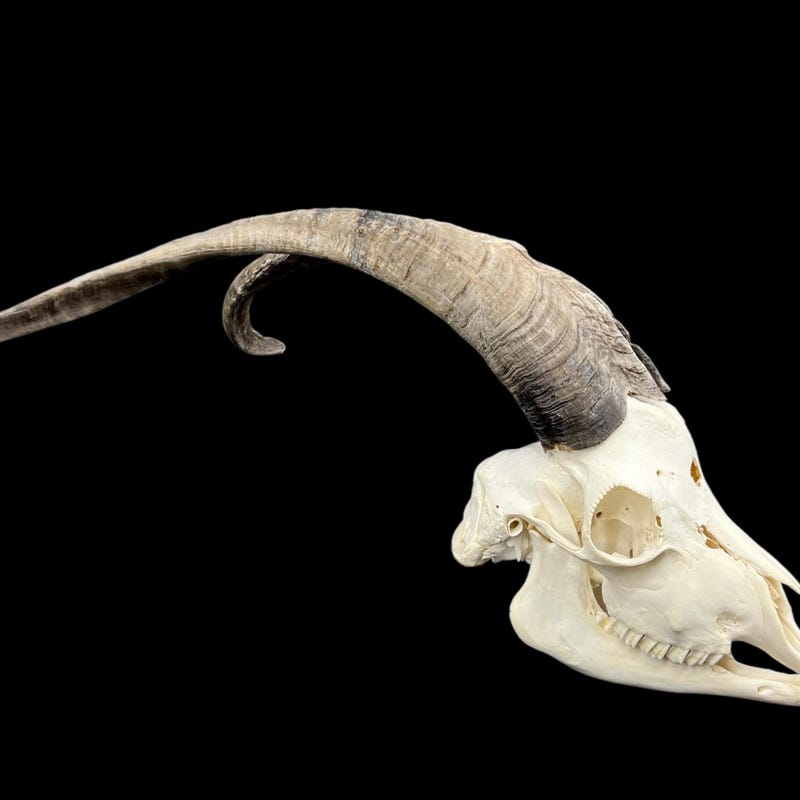 Goat Skull - Etsy