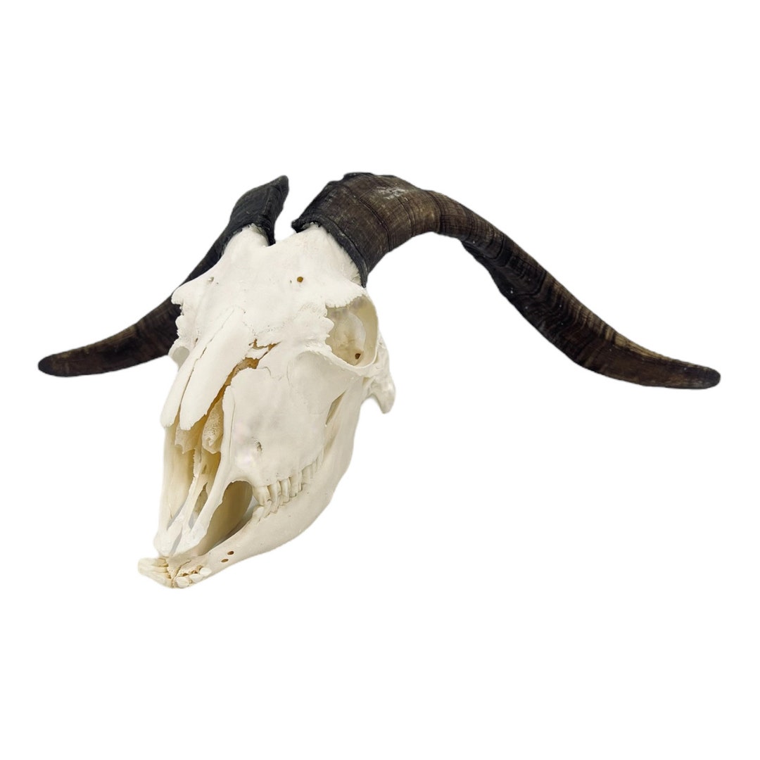 Real Heavy Goat Skull Capra Hircus Professionally Cleaned - Etsy