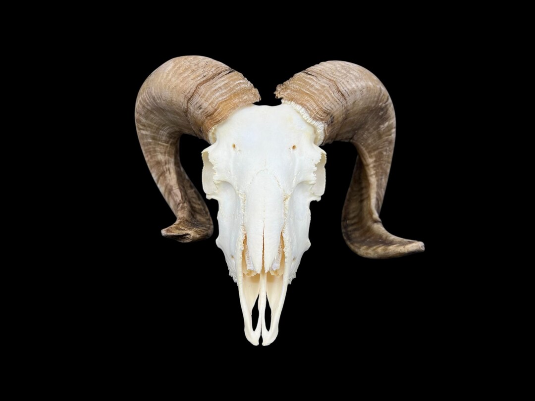 Real Heavy Ram Skull, Ovis Aries, Perfectly Clean, Whitened Bone ...