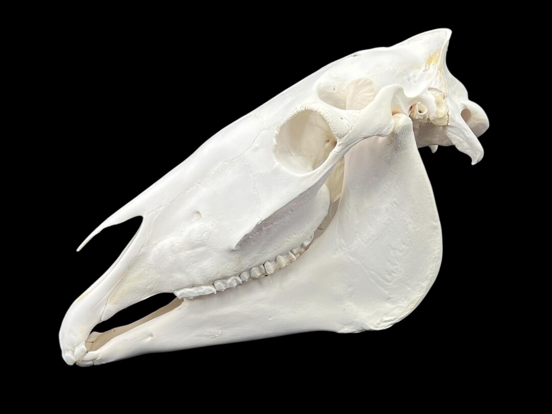 Real Horse Skull (equus Caballus), Degreased and Whitened Bone, Anatomy ...