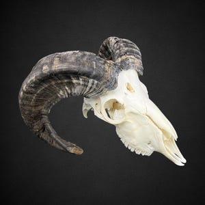 Real Ram Skull With Black Horns, Ovis Aries, Perfectly Clean, Whitened ...
