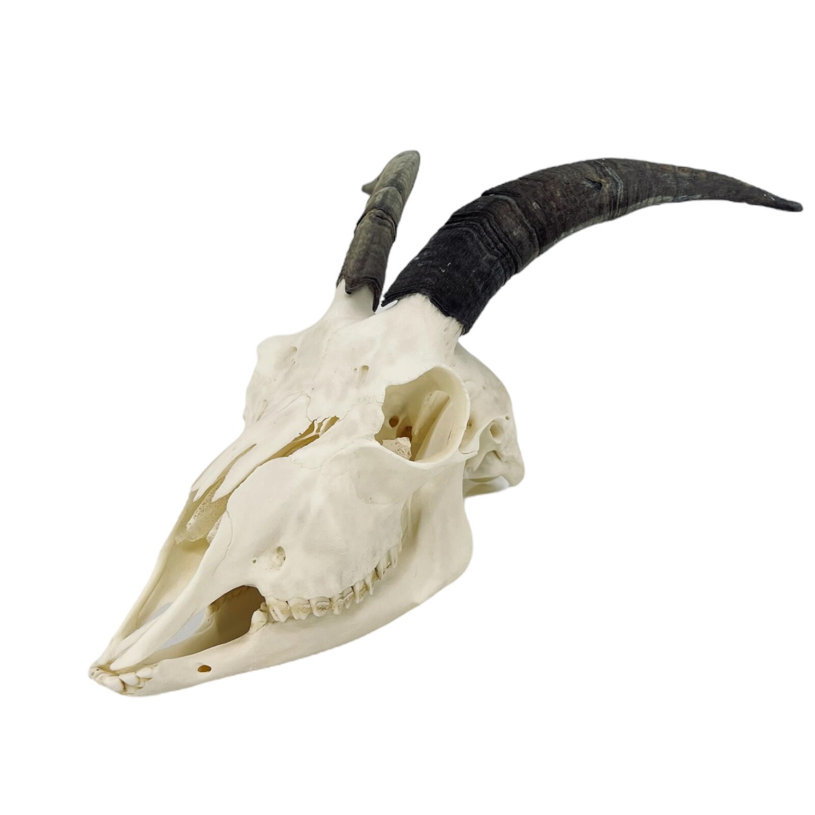 Goat Skull Front