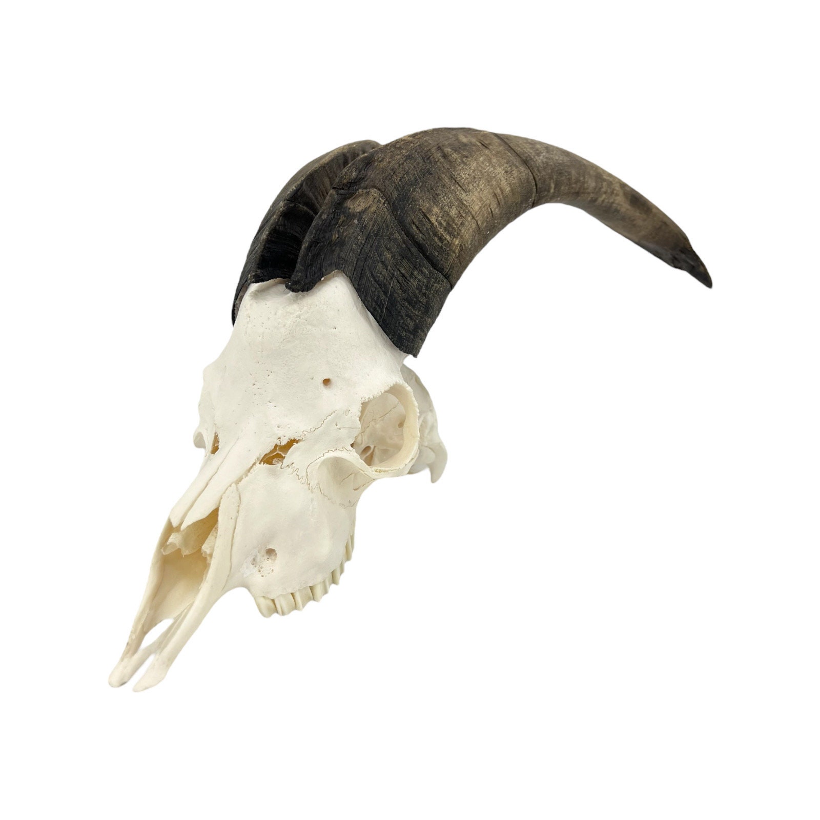 Goat Skull Front