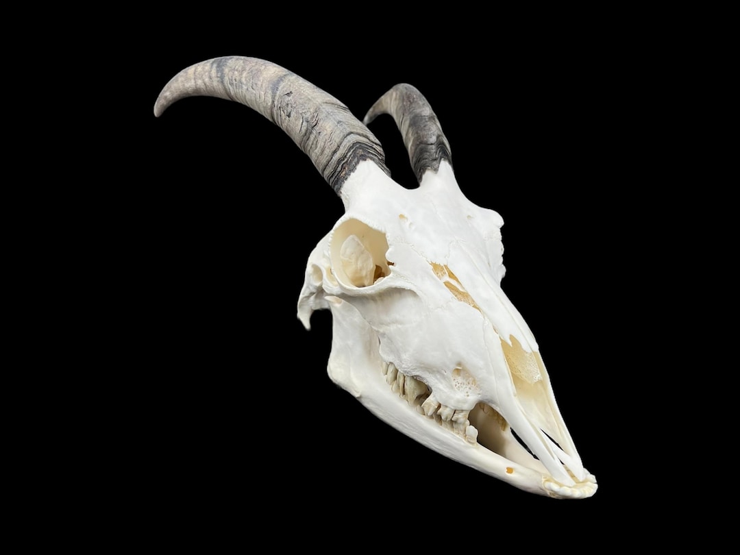 Real Goat Skull With Jaw capra Hircus Perfectly Clean Animal Skull ...