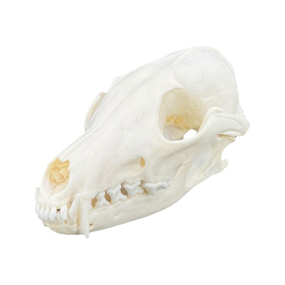 Red Fox Skull Front