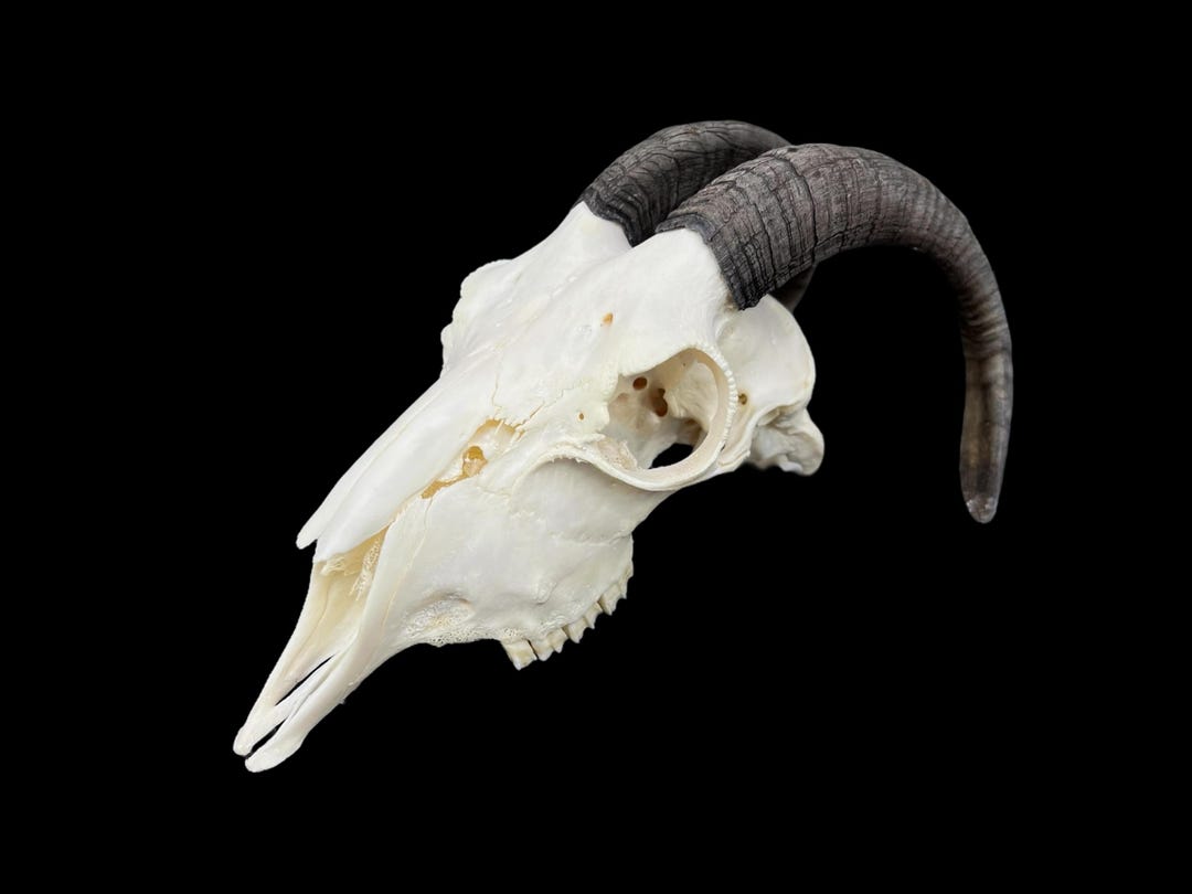 Real Goat Skull With Black Horns (capra Hircus) Perfectly Clean Animal ...