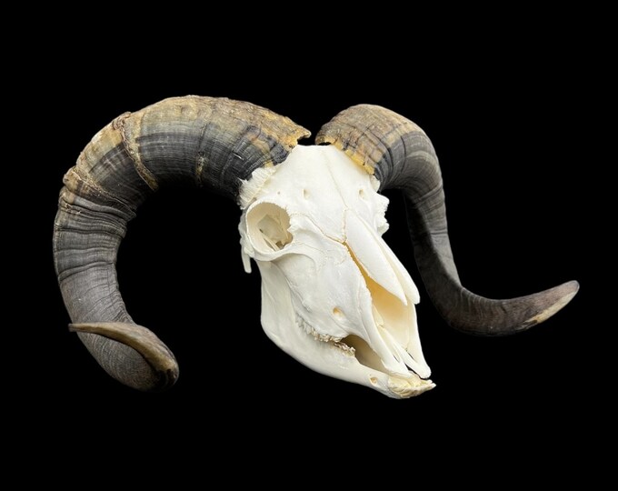 Real Huge Ram Skull With Horns, Ovis Aries, Perfectly Clean, Whitened ...